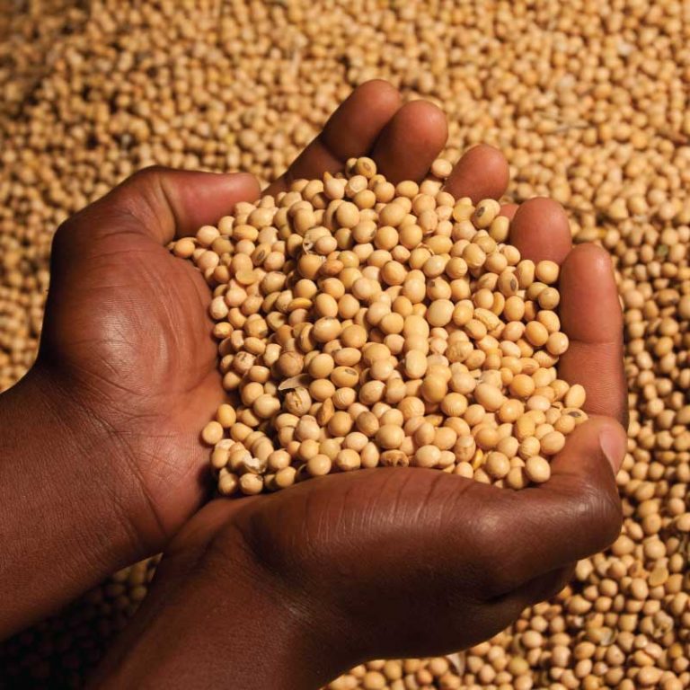 Our values – Surface Wilmar